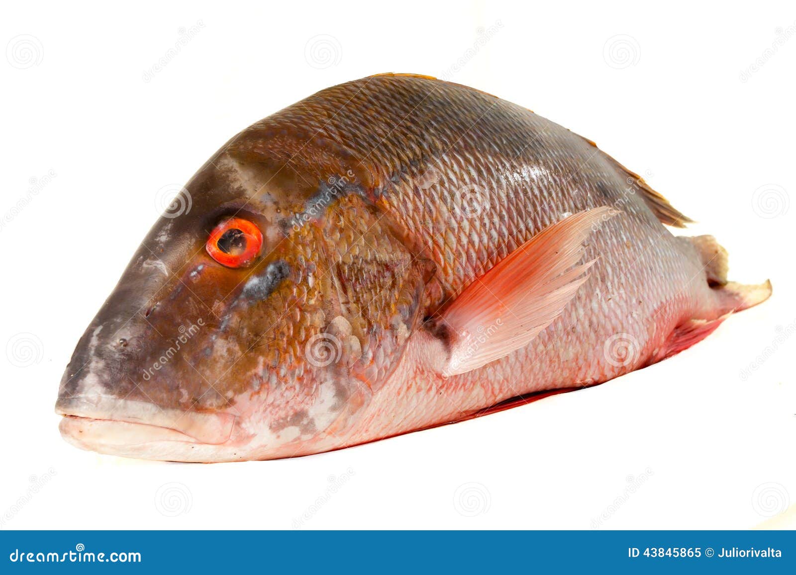 Pargo rojo imagen de archivo. Imagen de mariscos, pescados - 43845865