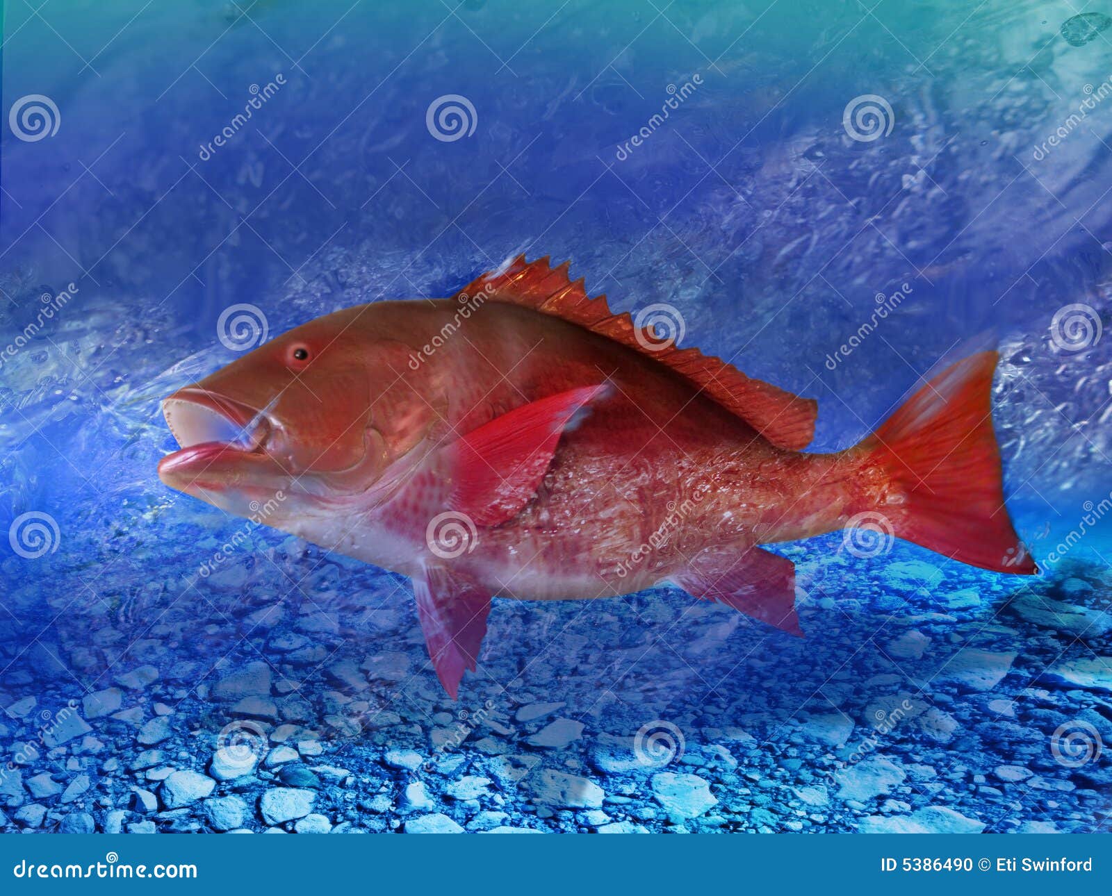 Pargo Rojo Foto de archivo - Imagen: 5386490