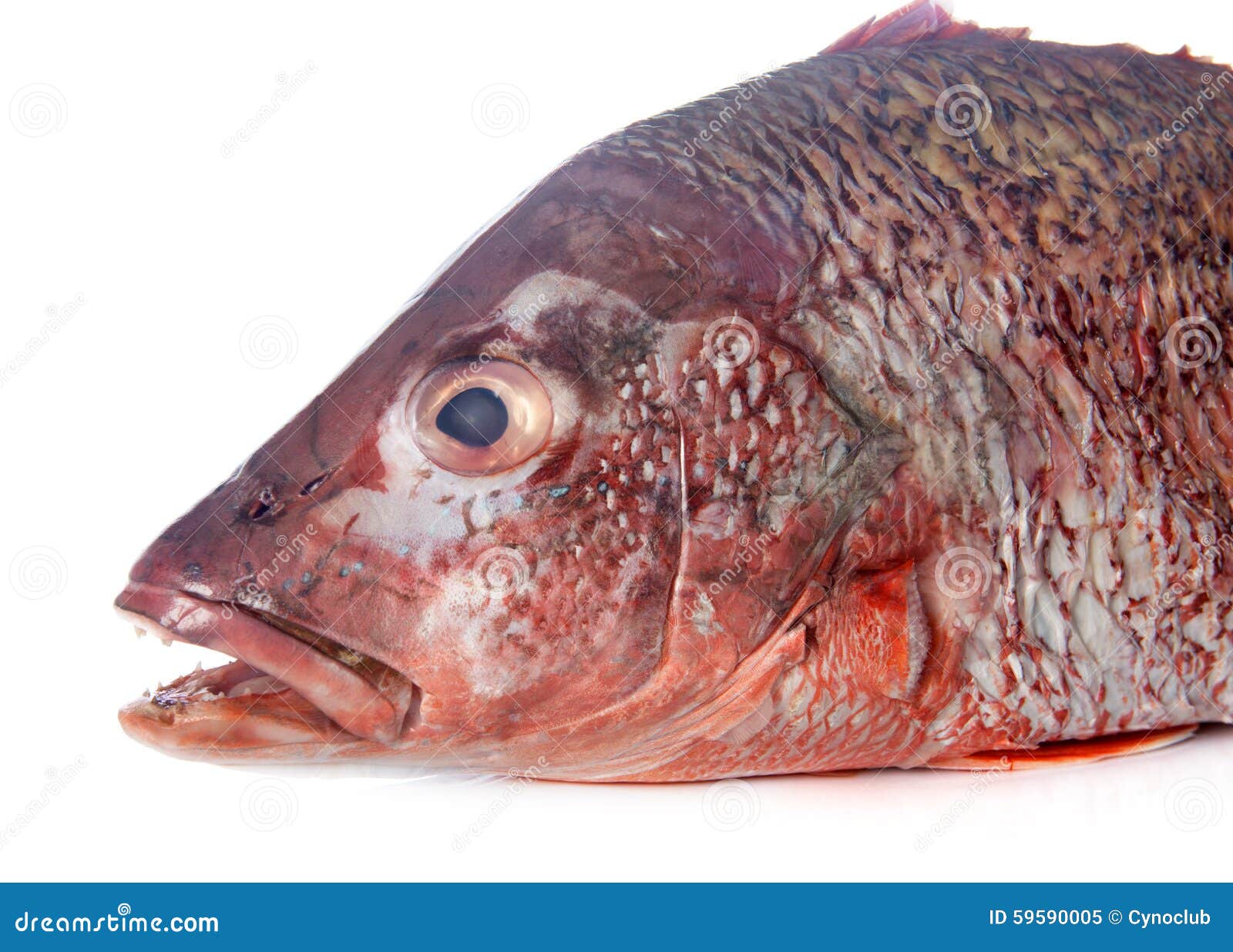 Pargo rojo imagen de archivo. Imagen de fondo, alimento - 59590005