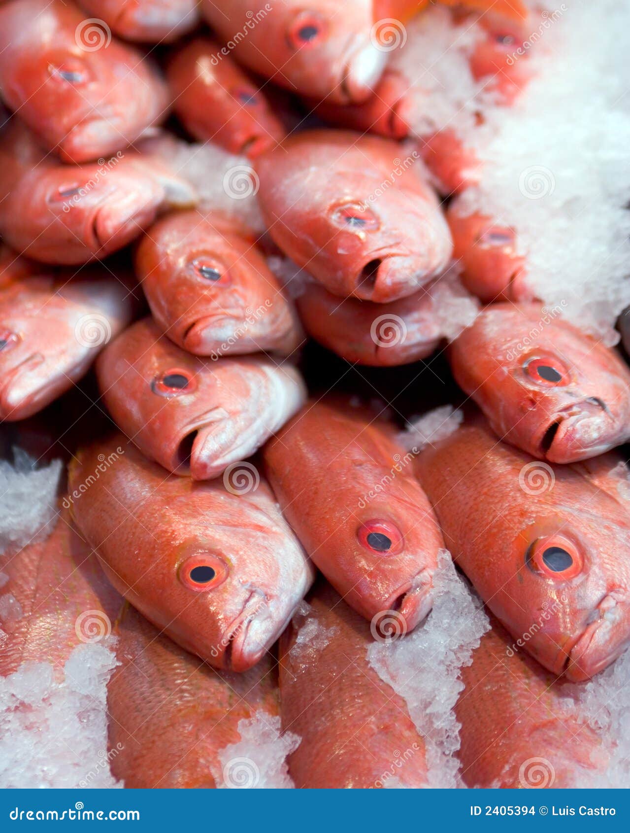 Pargo rojo fresco foto de archivo. Imagen de lifestyle - 2405394