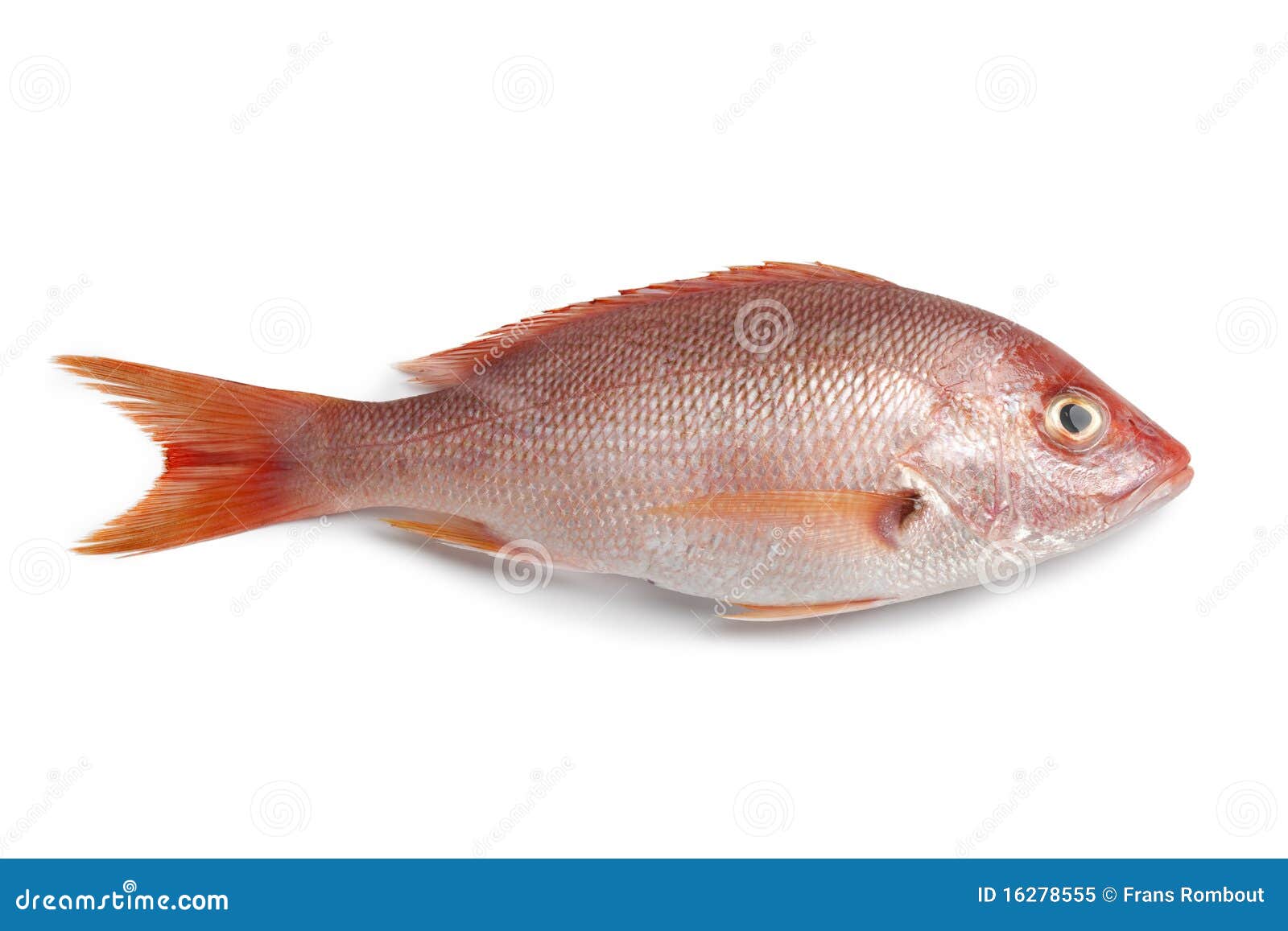 Pargo rojo fresco entero imagen de archivo. Imagen de fondo - 16278555