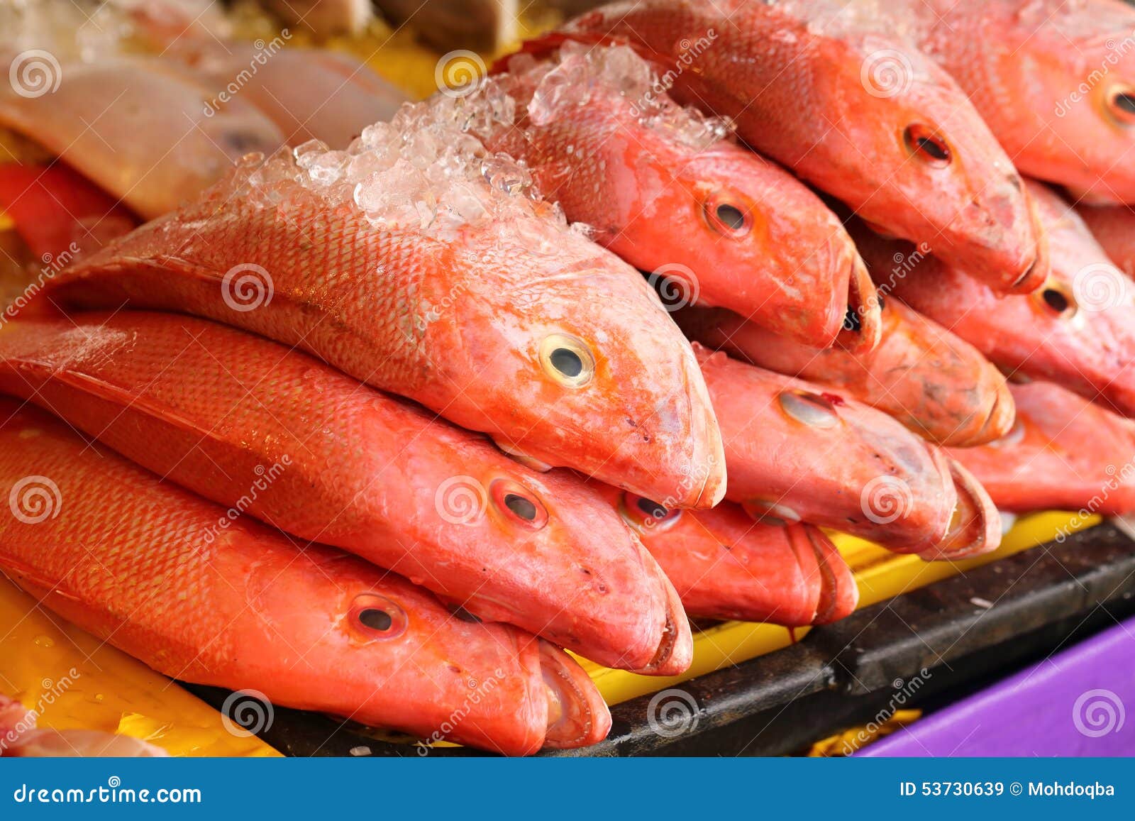 Pargo rojo Frish imagen de archivo. Imagen de vapor, paro - 53730639