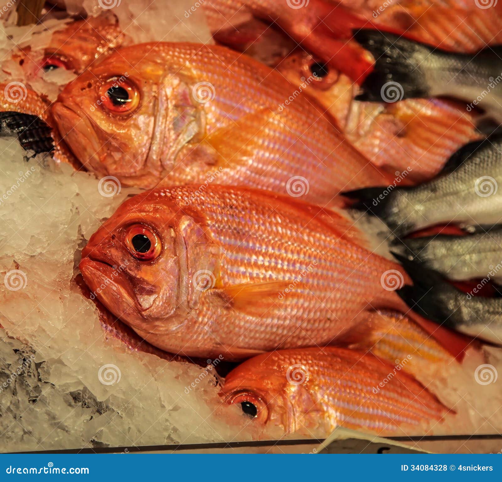 Pargo rojo grande del ojo foto de archivo. Imagen de comida - 34084328