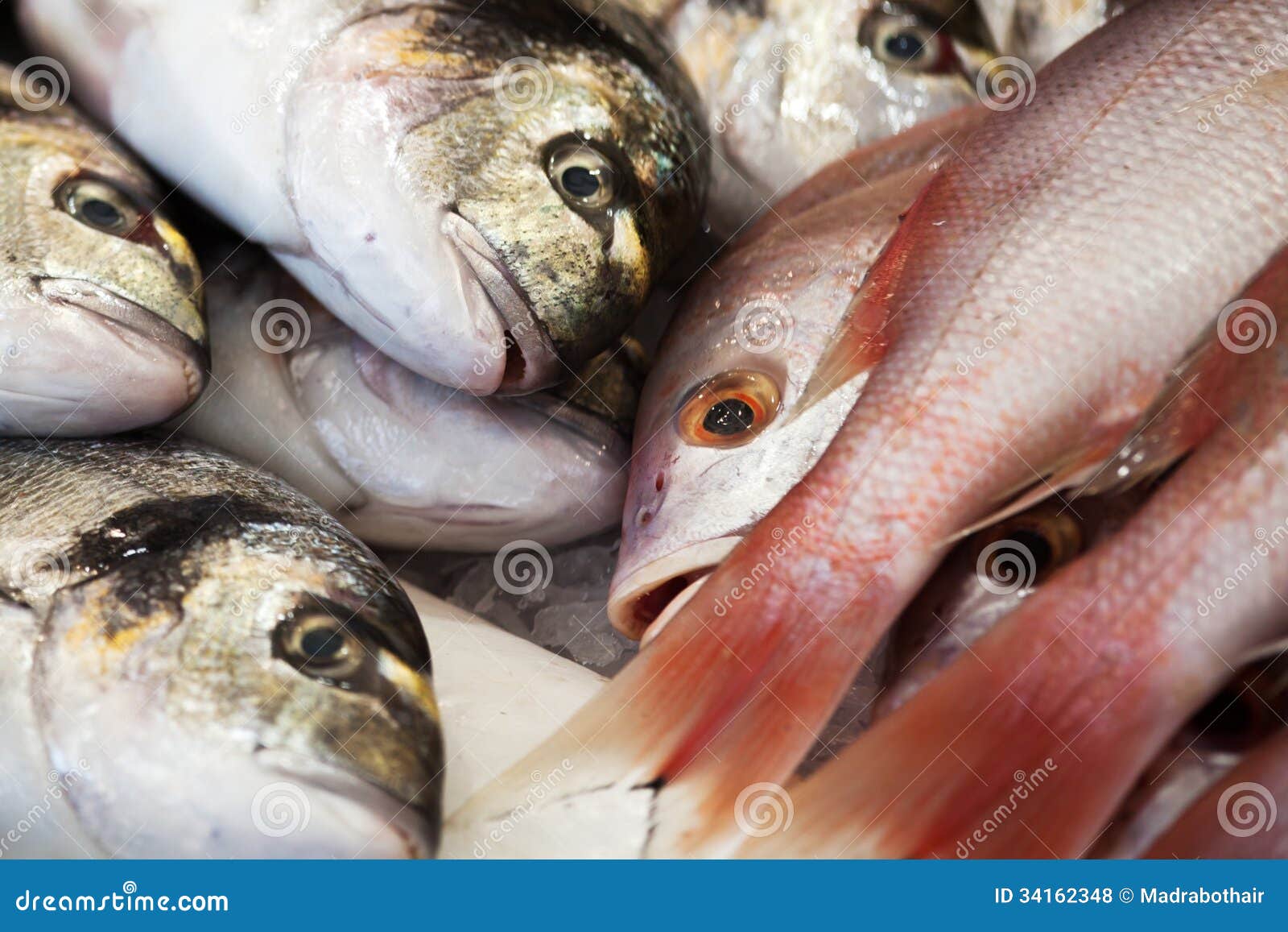 Pargos y pargo rojo foto de archivo. Imagen de alimento - 34162348