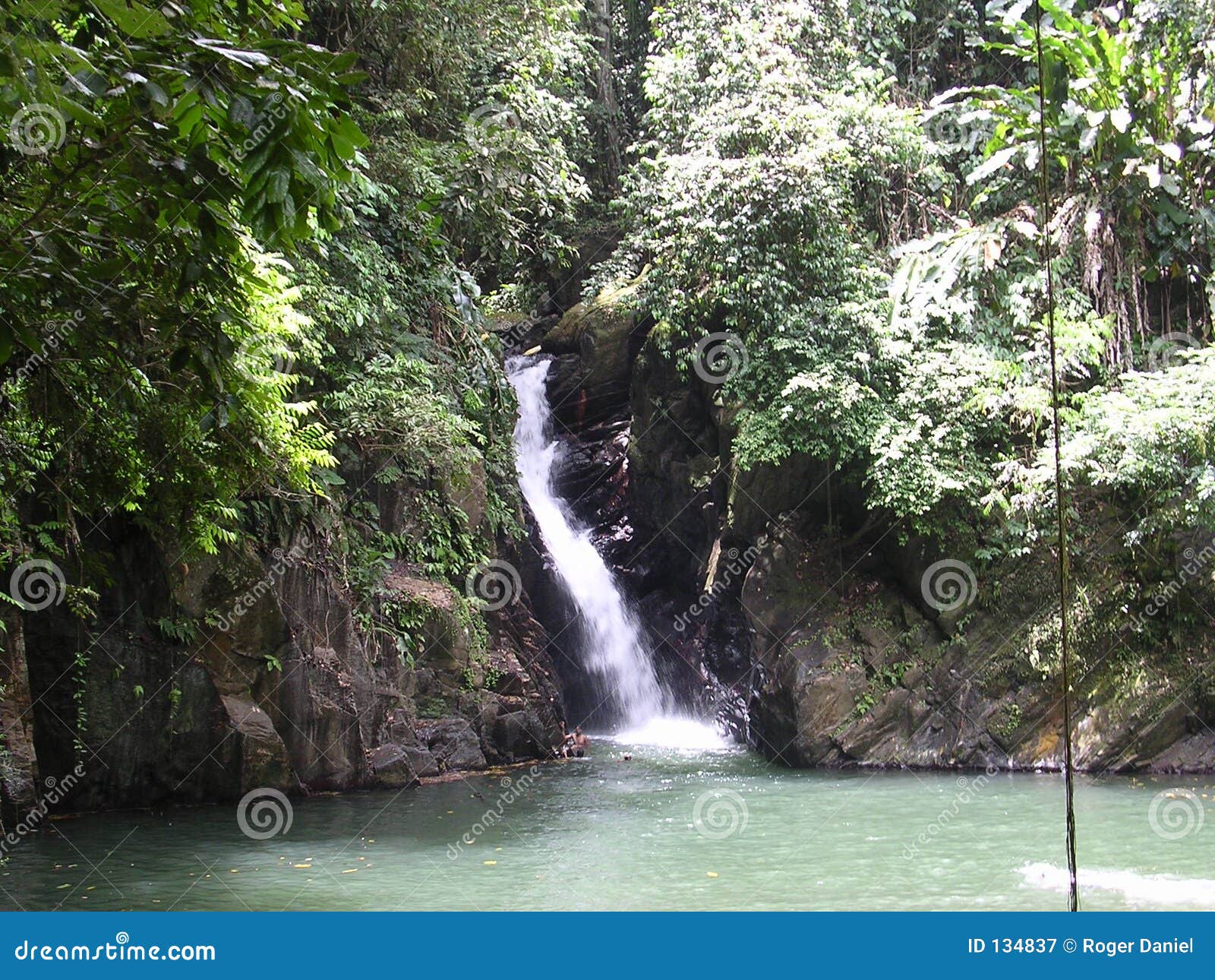 Paria Waterfall stock image. Image of trees, trinidad, waterfall - 134837