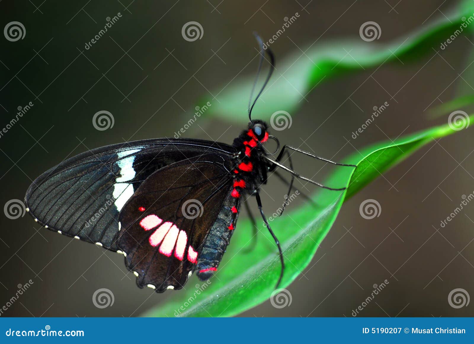Parides butterfly on leaf stock image. Image of macro - 5190207