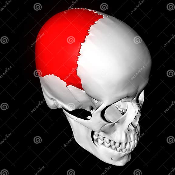 Parietal Bone stock illustration. Illustration of highlighted - 8016231