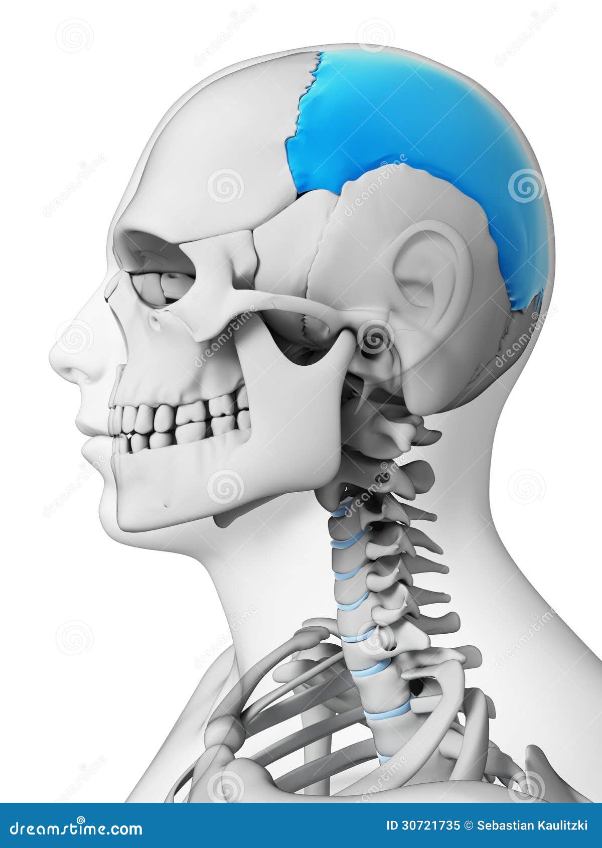 Parietal bone stock illustration. Illustration of anatomy - 30721735