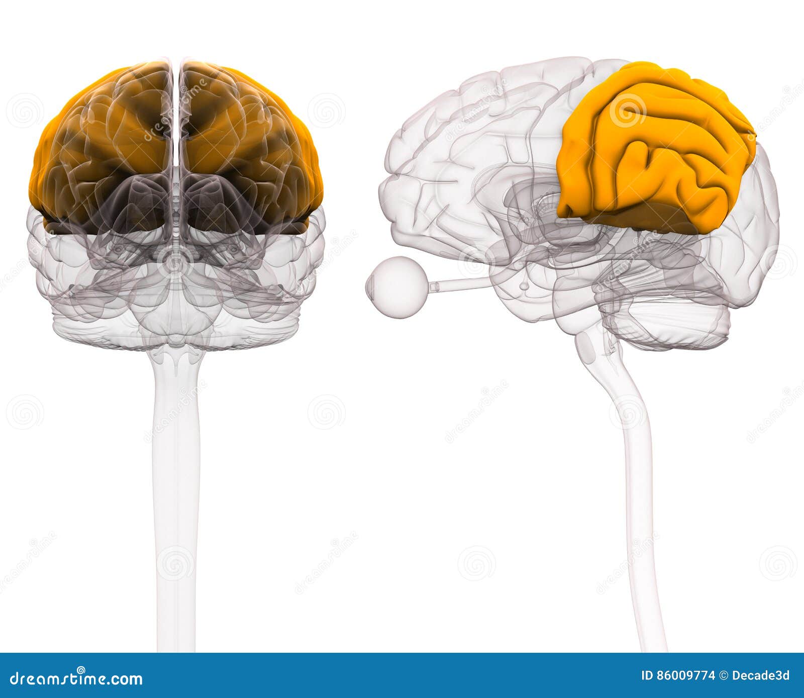 Parietal Brain Anatomy - 3d Illustration Royalty-Free Cartoon ...