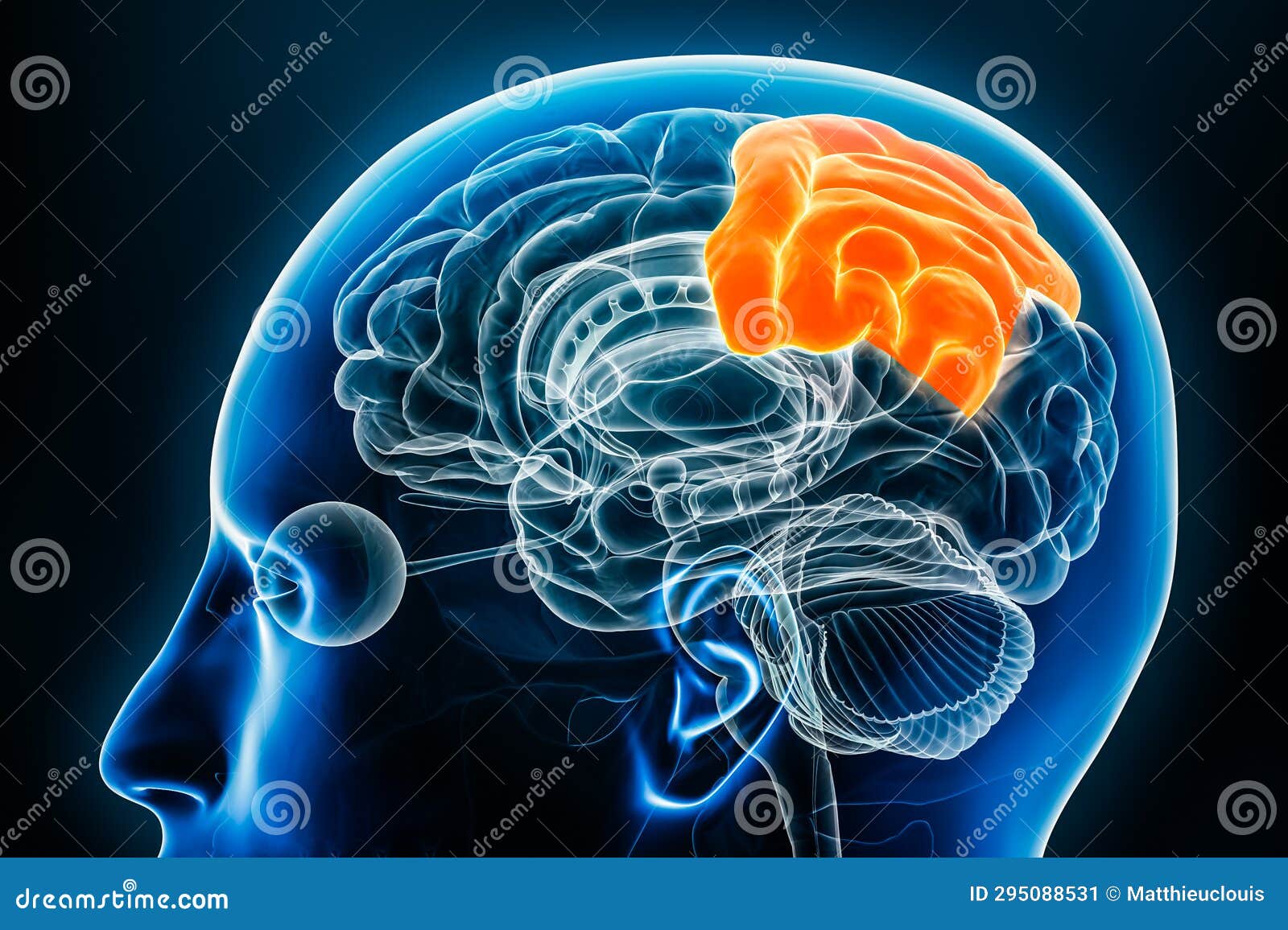 Parietal Lobe of the Cerebral Cortex Profile View Close-up 3D Rendering ... Parietal Lobe of the Cerebral Cortex Profile View Close-up 3D Rendering ...
