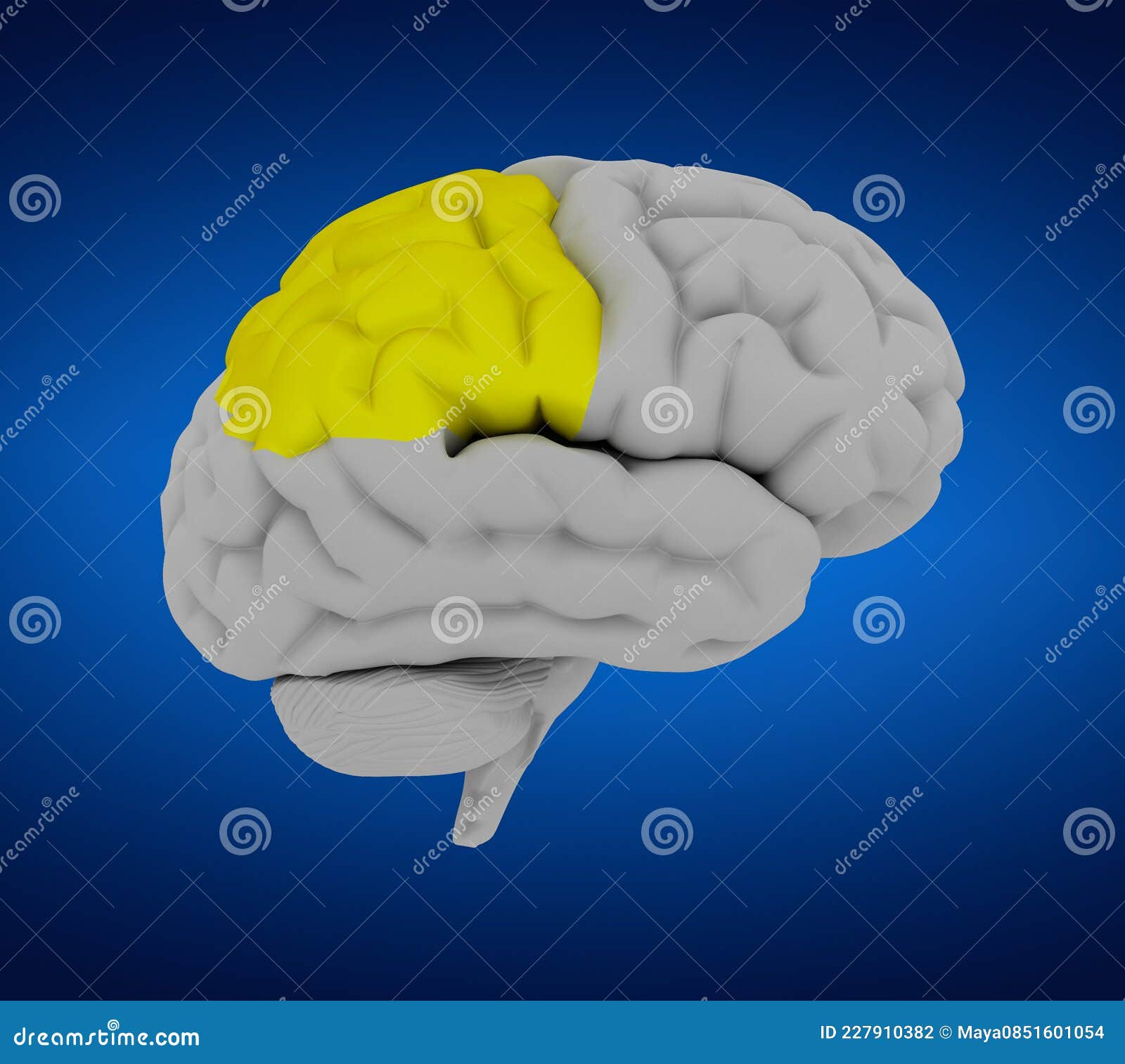3D Rendering Illustration of Brain Stock Illustration - Illustration of ...