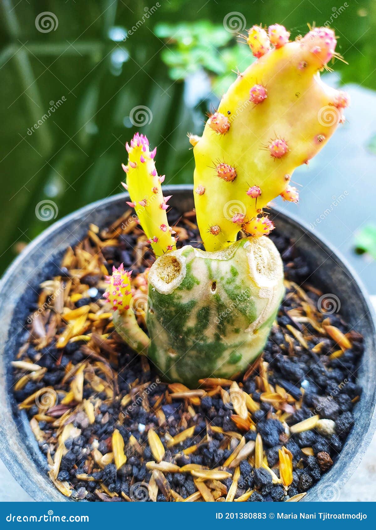 Parigata cactus stock image. Image of leaf, food, fruit - 201380883