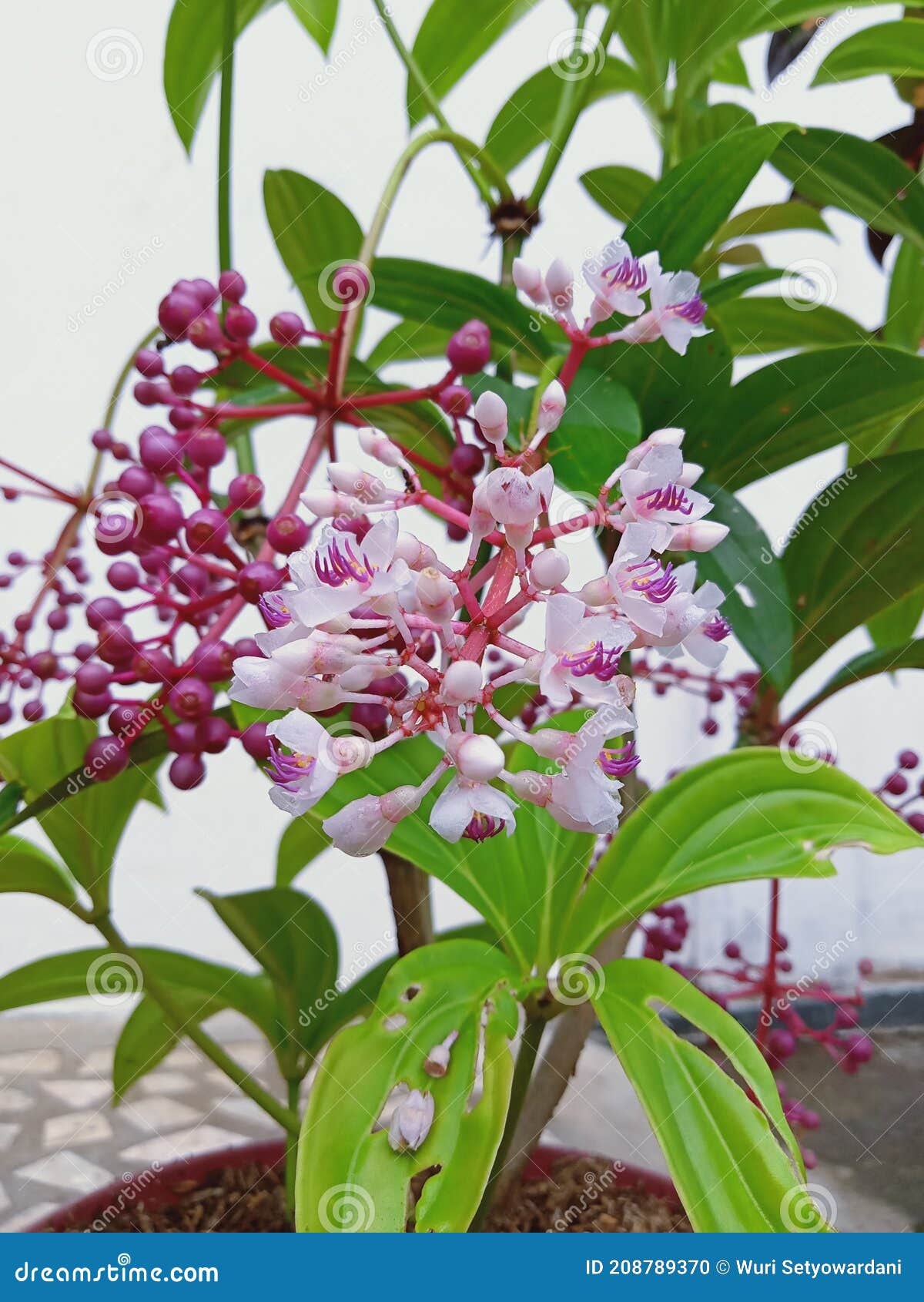 Parijotho Flower stock photo. Image of herb, plant, blossom - 208789370