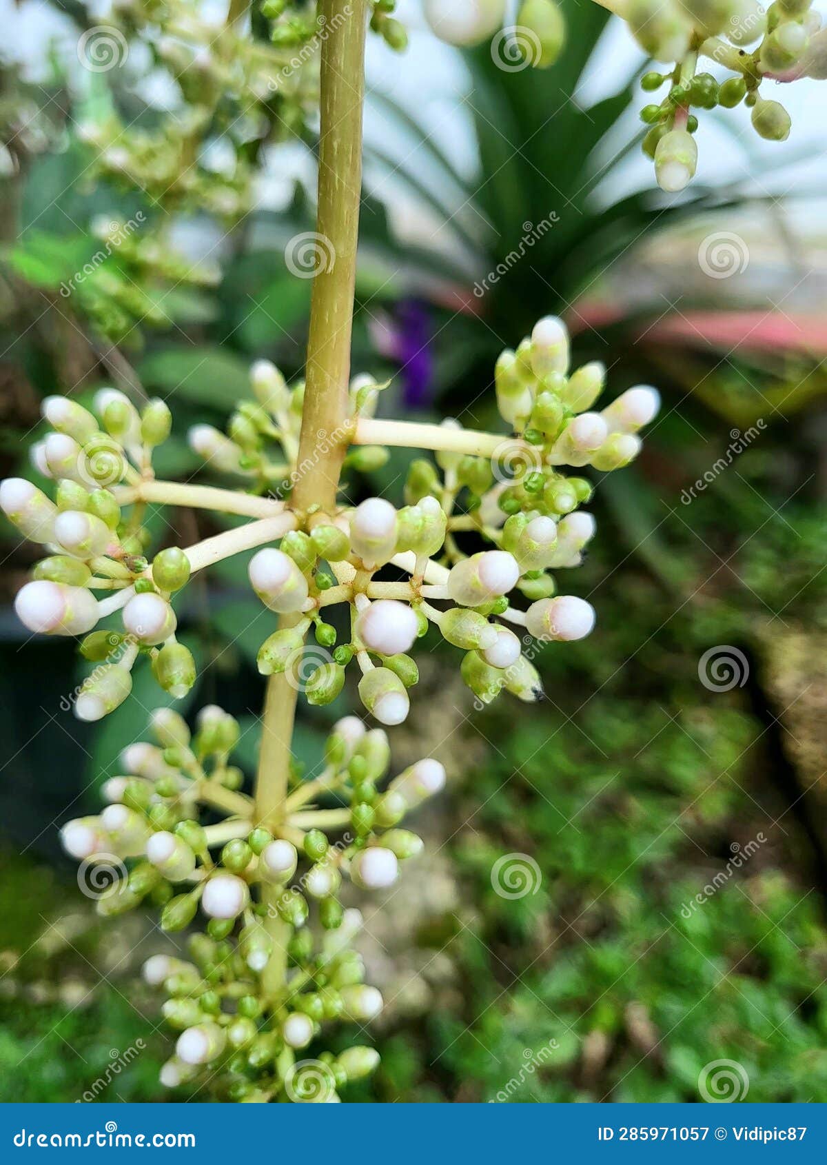 Parijoto Flower the Magical Tree Stock Image - Image of tropic, leaf ...