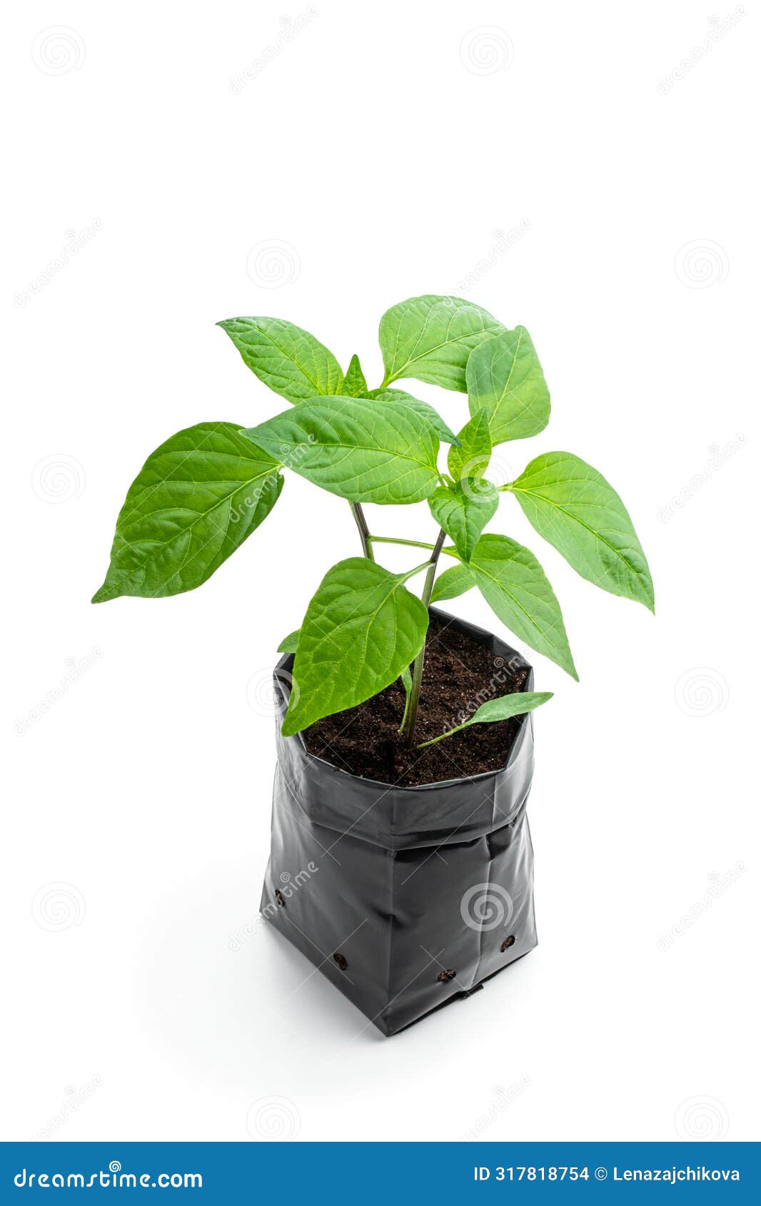 Parika Plant in Black Plastic Bag Isolated on White Stock Photo - Image ...