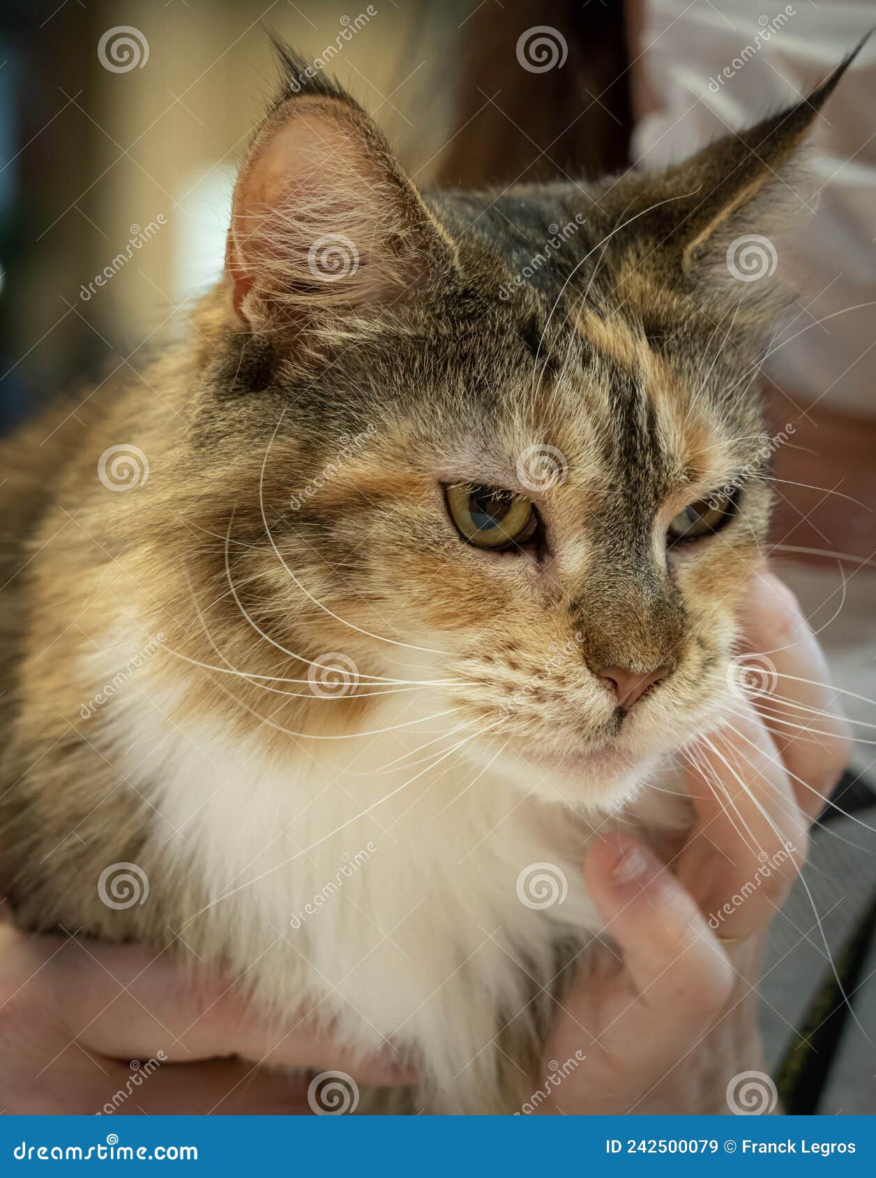 Paris, France - 02 26 2022: Competition Cat at the Agricultural Centre ...