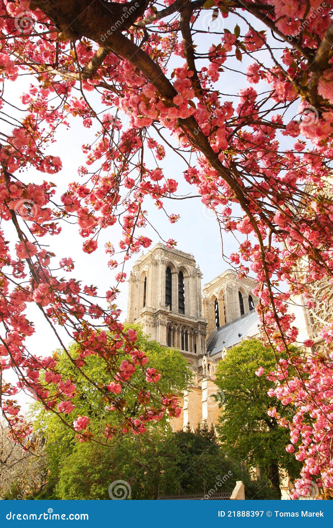 Paris, Notre Dame Cathedral in Spring Time Stock Image - Image of ...