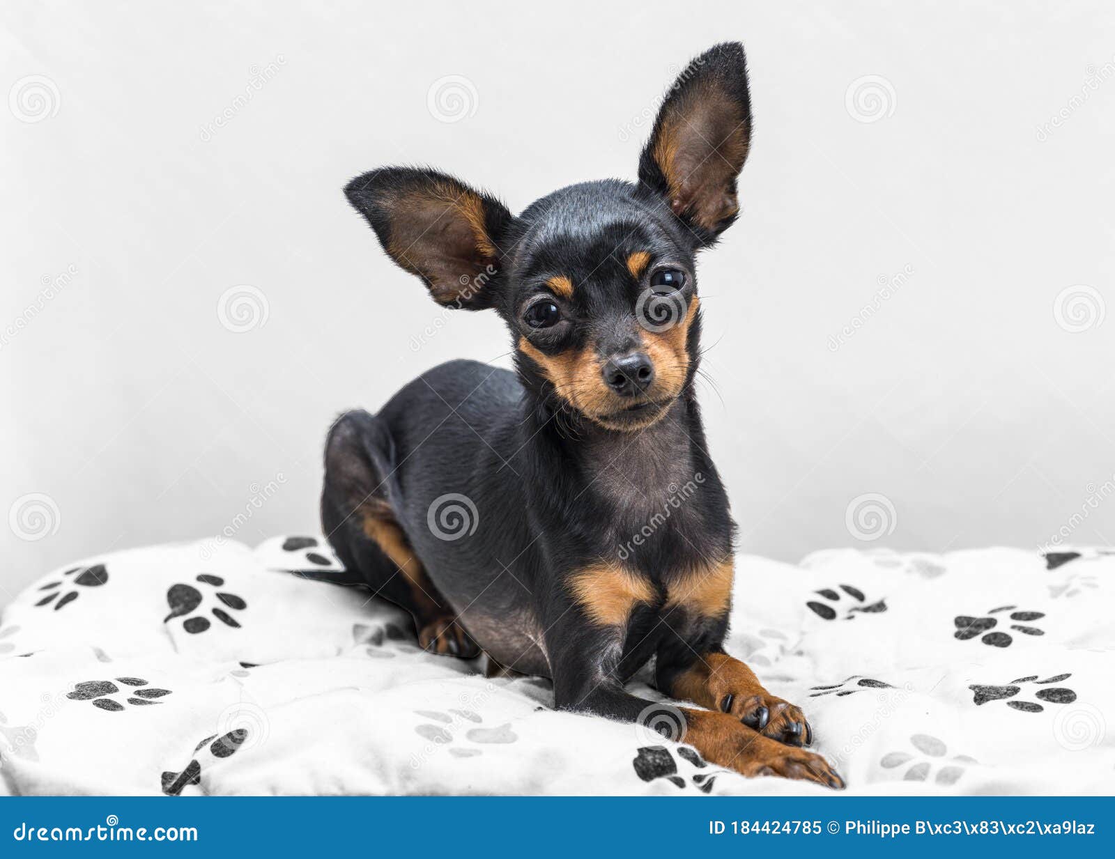 Ratier De Prague Noir Et Feu Sur Sa Couette Stock Photos - Free ...