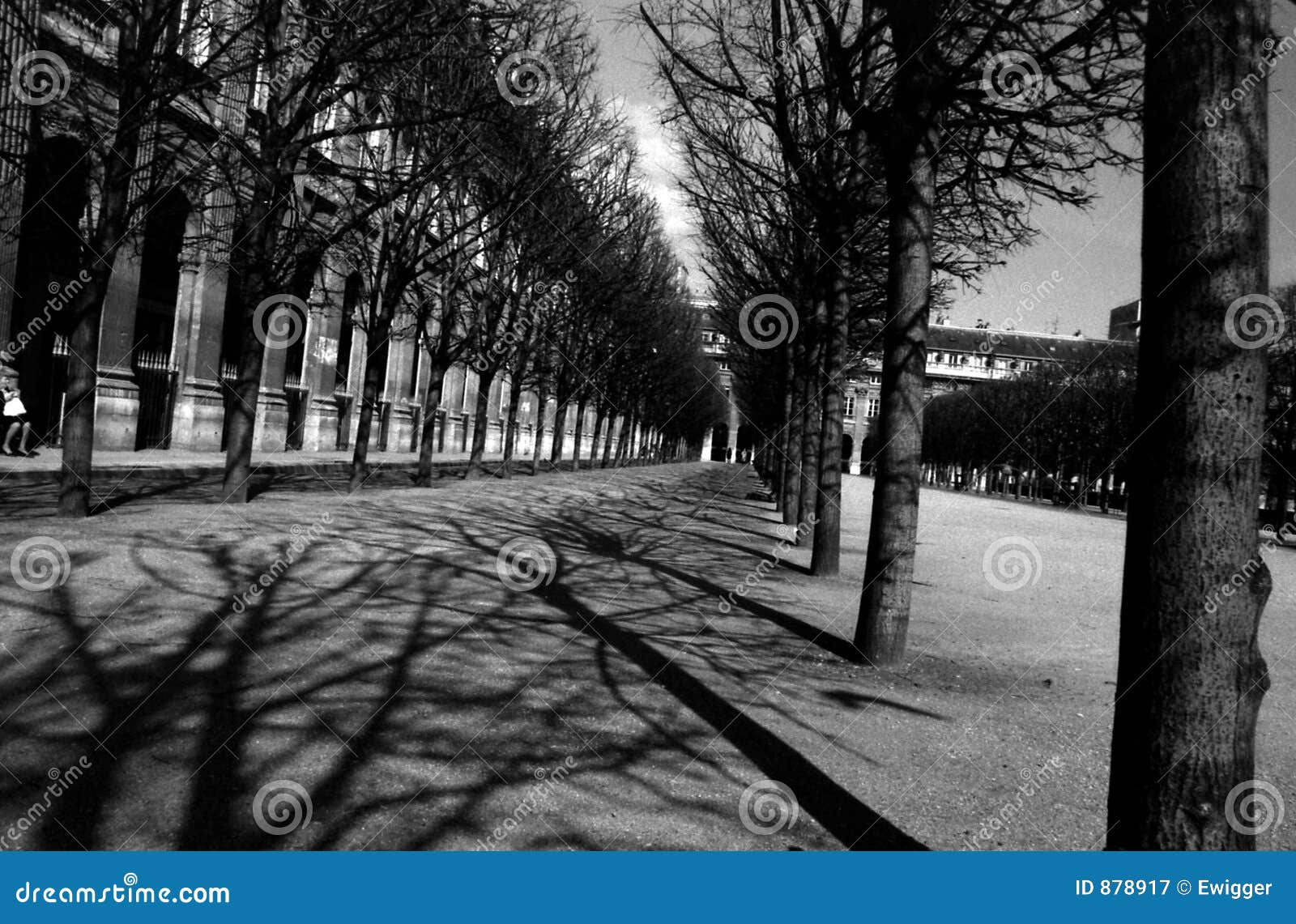 Paris trees stock image. Image of winter, dapple, noon - 878917