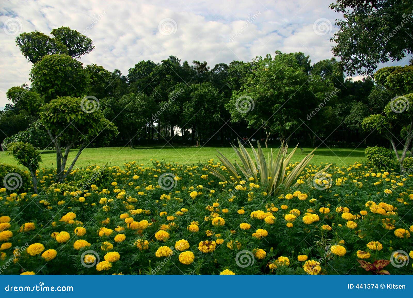 Park stock photo. Image of games, tropical, flowers, field - 441574