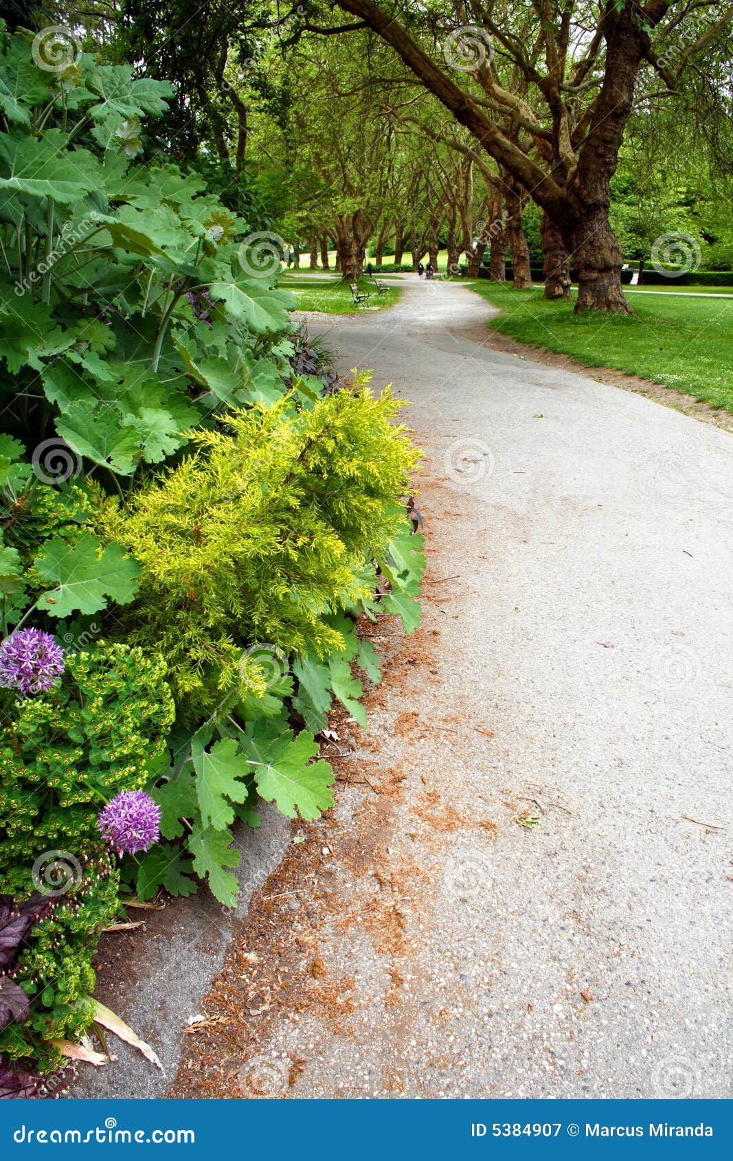 Park stock image. Image of trees, park, pathway, path - 5384907