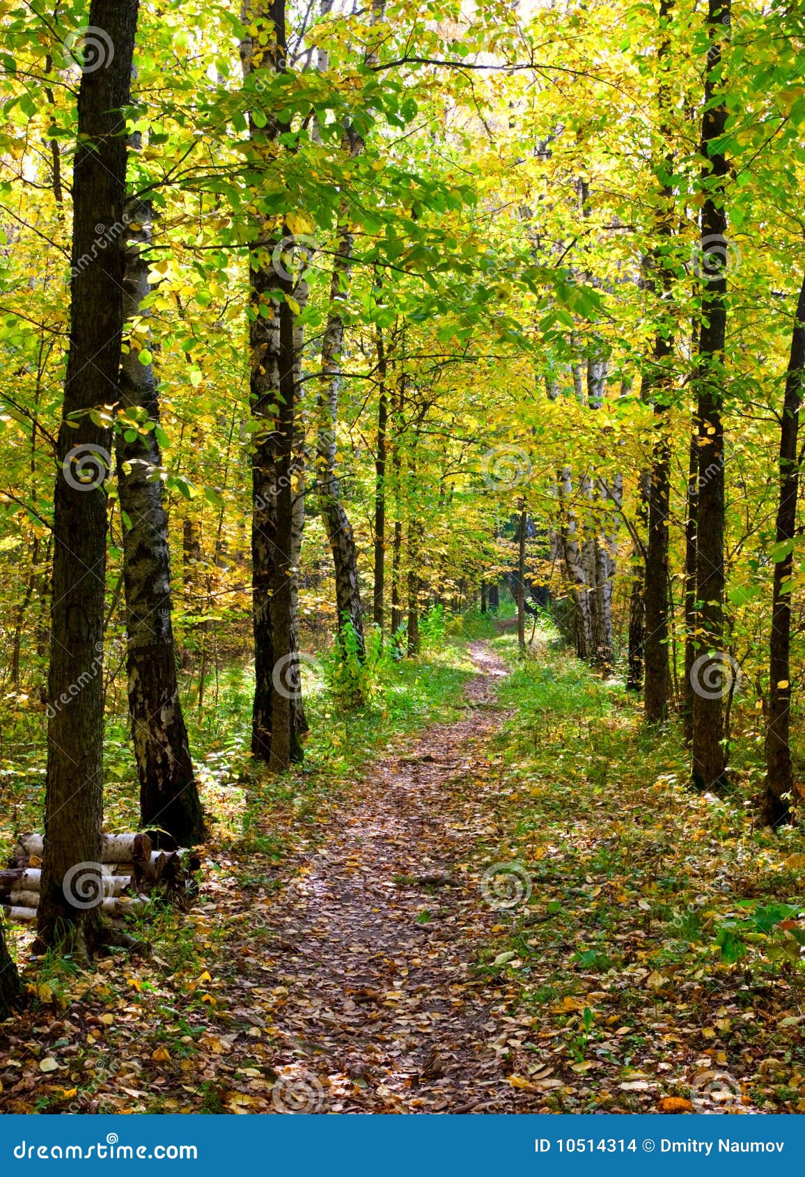 Park alley stock photo. Image of calm, outside, linden - 10514314