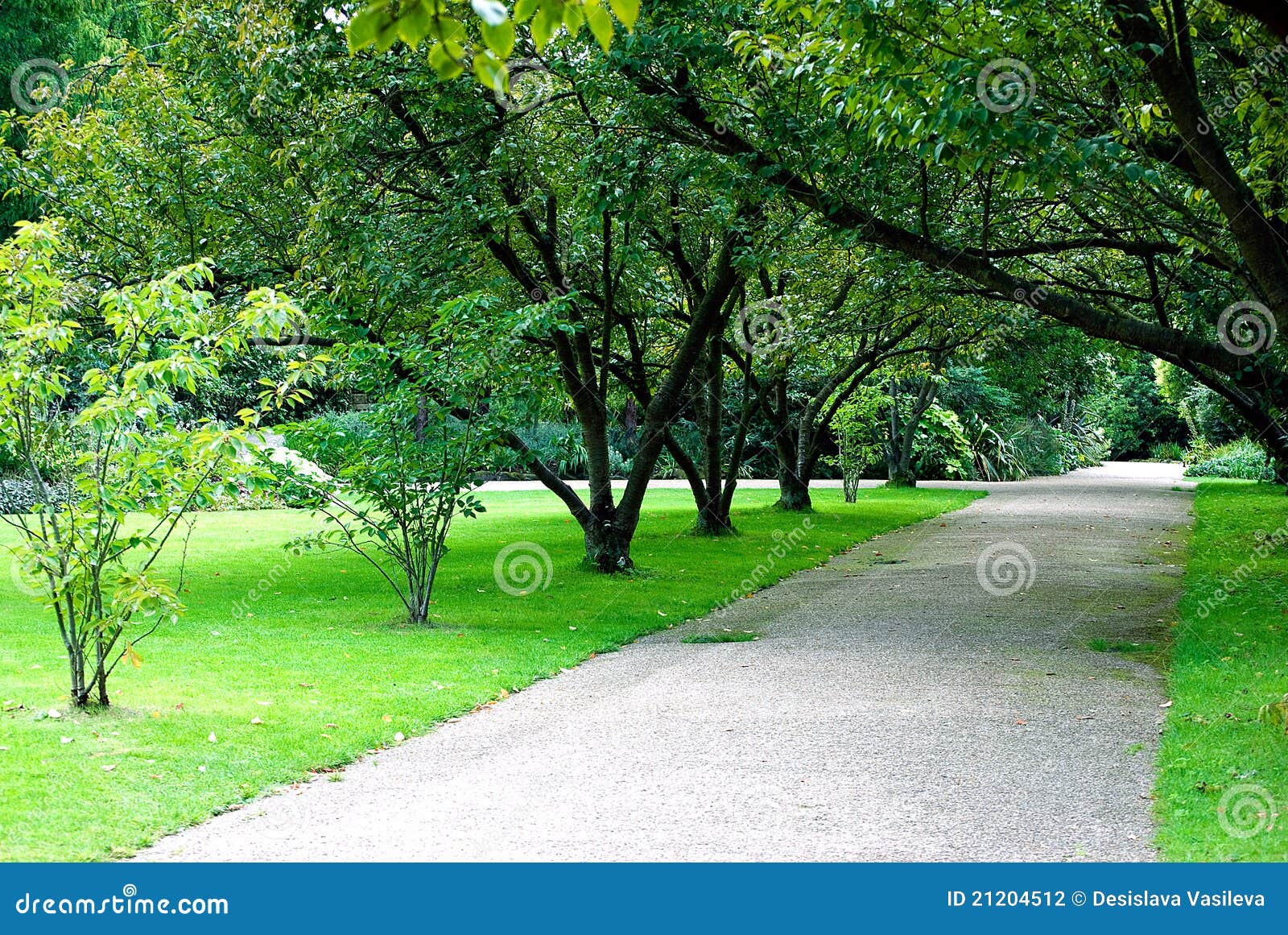 Park alley stock photo. Image of leaf, classic, plant - 21204512