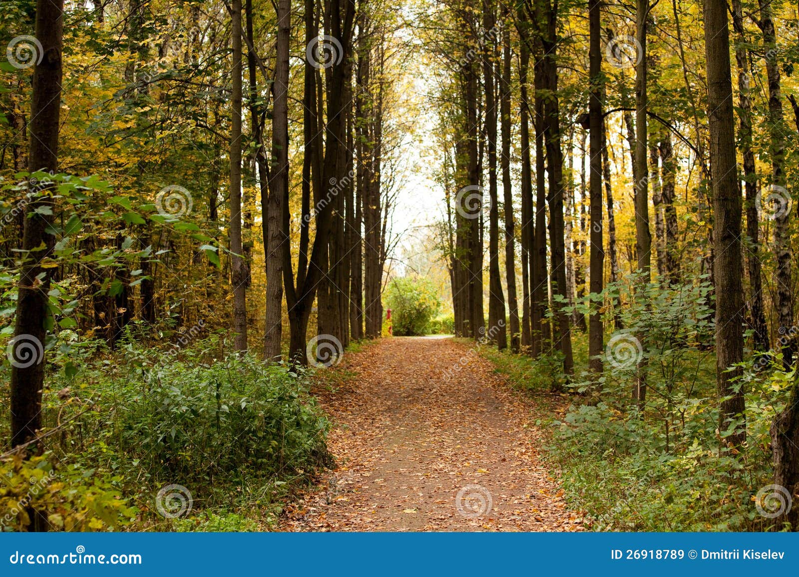 Park alley stock image. Image of footpath, foliage, bush - 26918789
