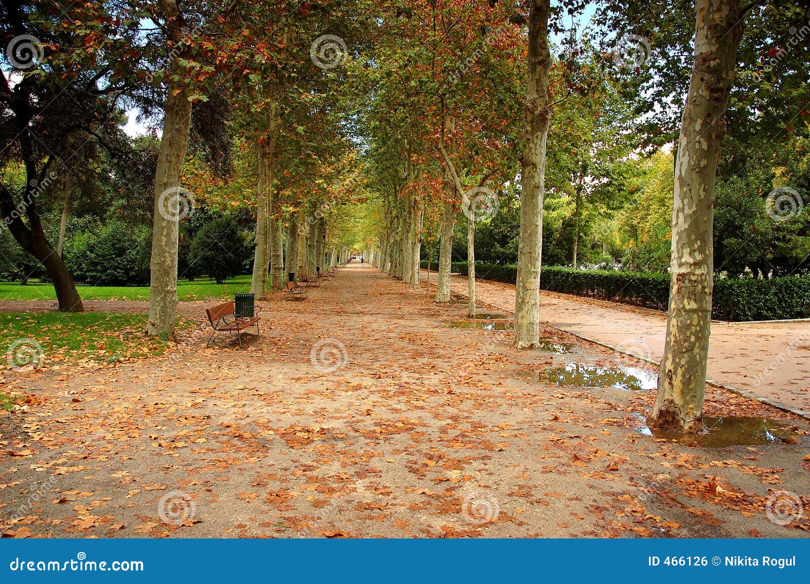 Park alley stock photo. Image of stroll, puddle, park, nature - 466126