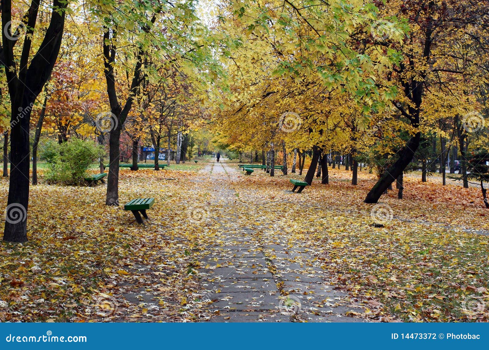 Park alley in autumn stock photo. Image of hiking, autumn - 14473372