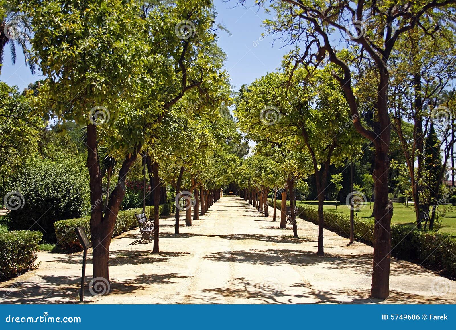 Park Alley in Hot Sunny Day Stock Photo - Image of garden, foliage: 5749686