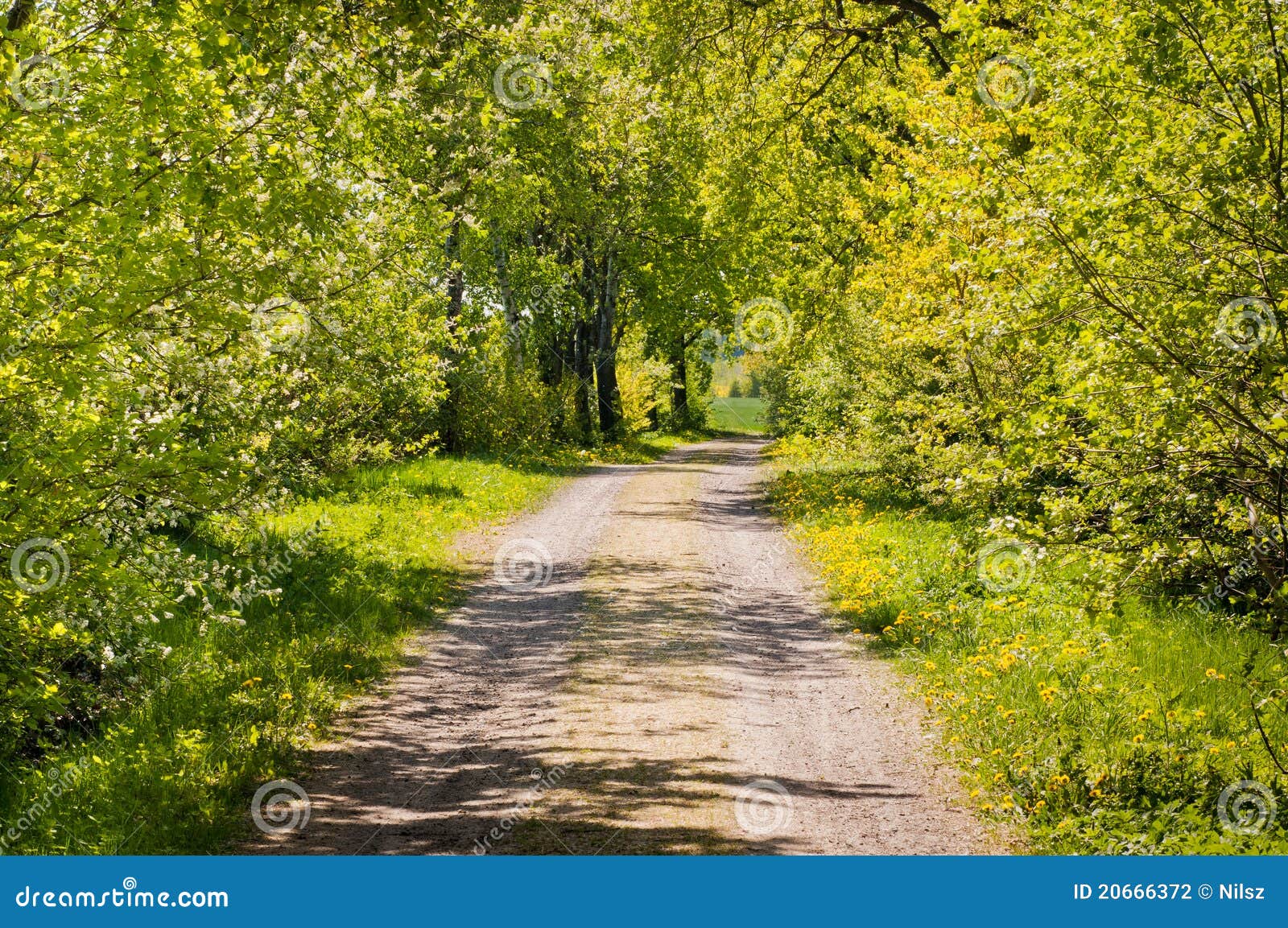 Park alley in spring stock photo. Image of wood, season - 20666372