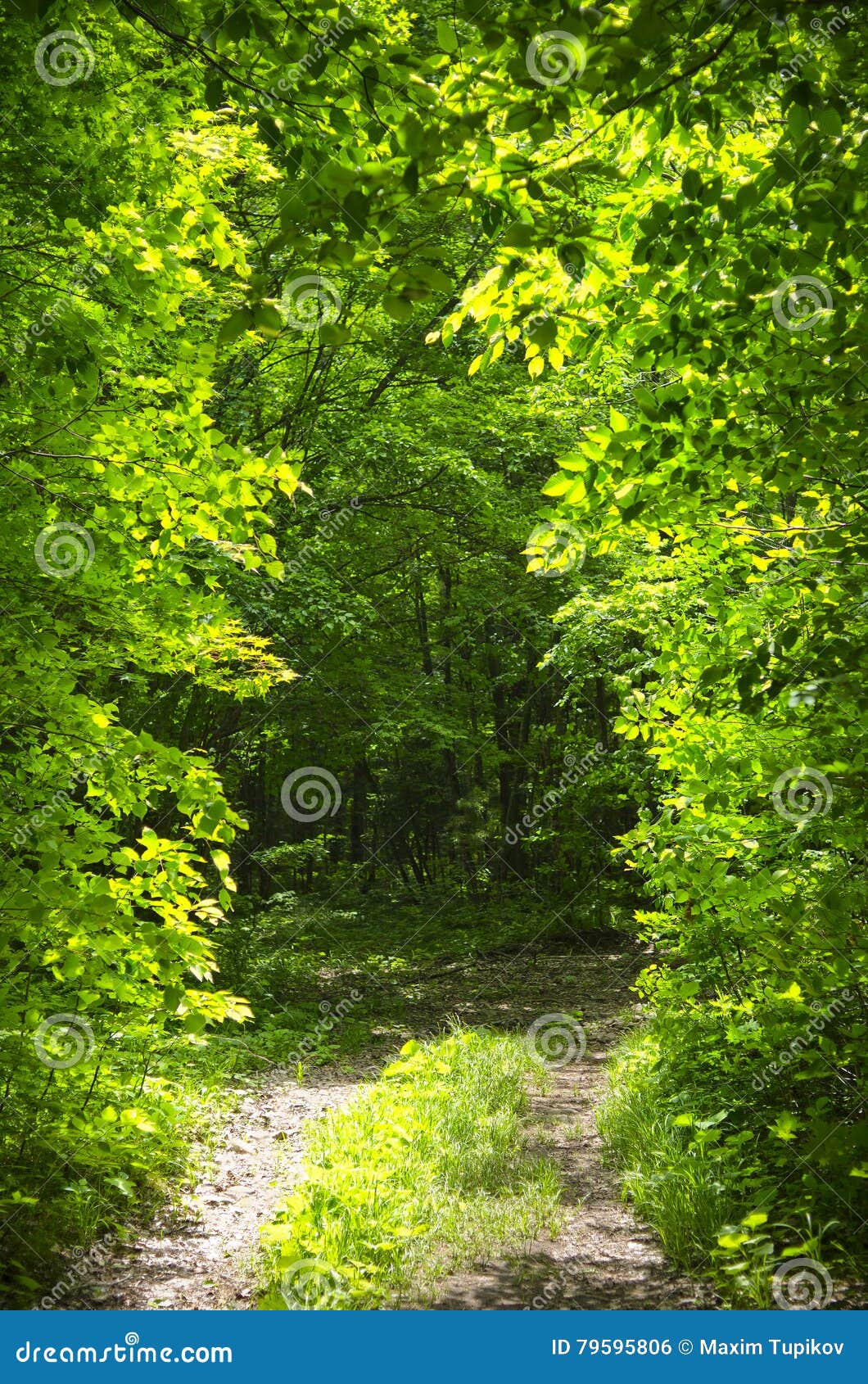 Park alley in sunset light stock photo. Image of alley - 79595806