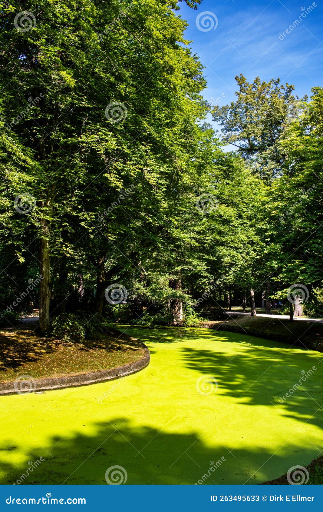 Park Area with Pond Full of Green Algae Stock Image - Image of plant ...