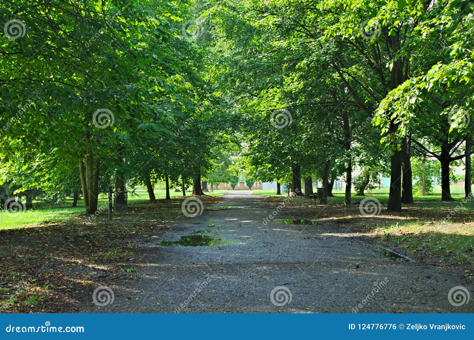 Park Asphalt Pathway Surrounded with Trees, Summer Time Stock Photo ... Park Asphalt Pathway Surrounded with Trees, Summer Time Stock Photo ...