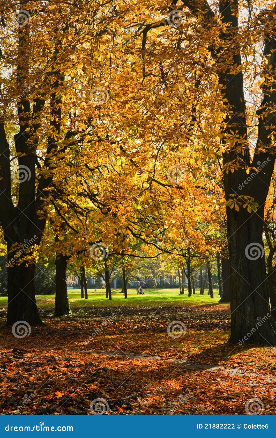 Park in Autumn with Chestnut Trees Stock Photo - Image of yellow, fall ...