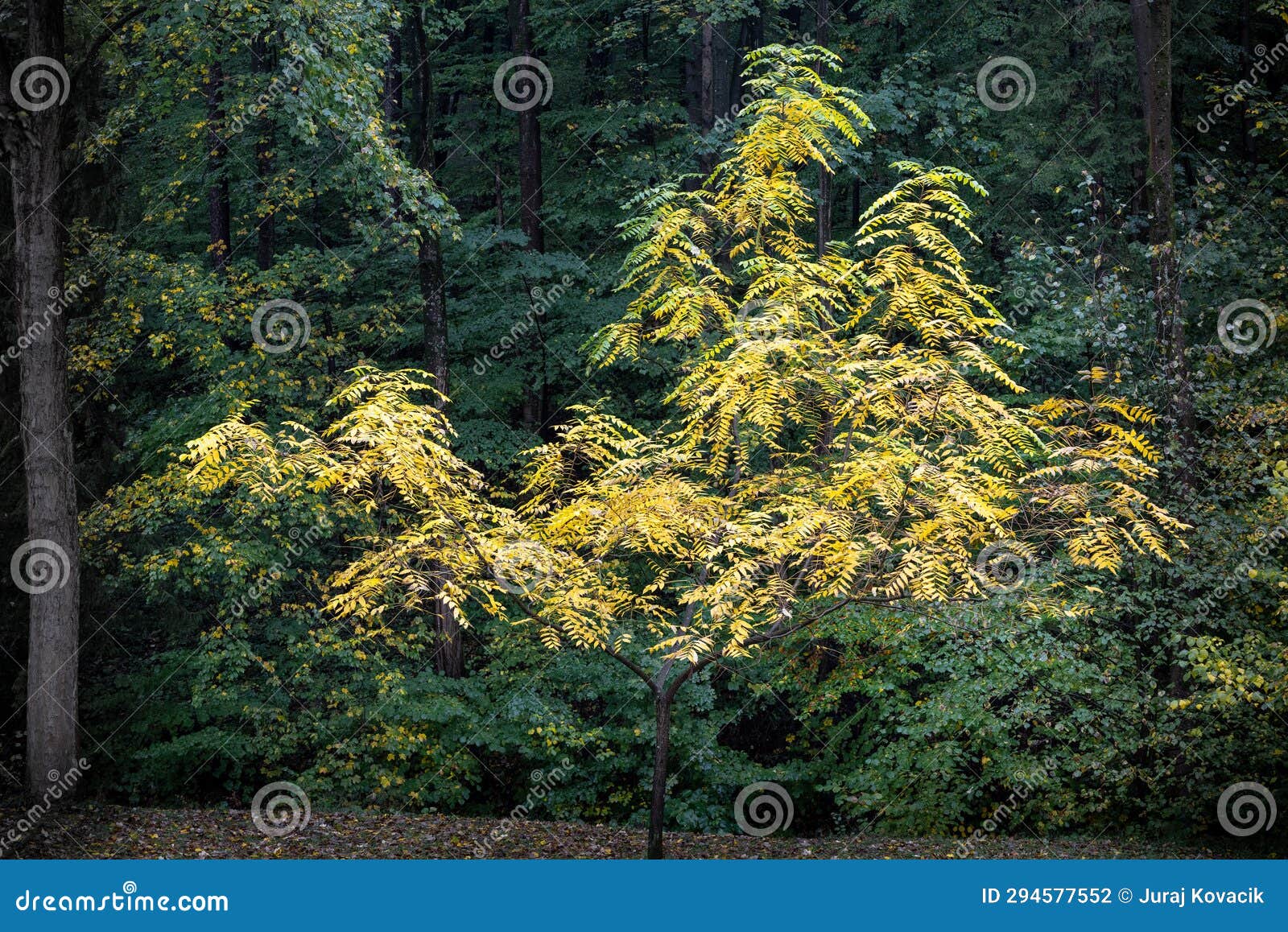 Small Yellow Tree with Bright Yellow Leaves Stock Photo - Image of ...