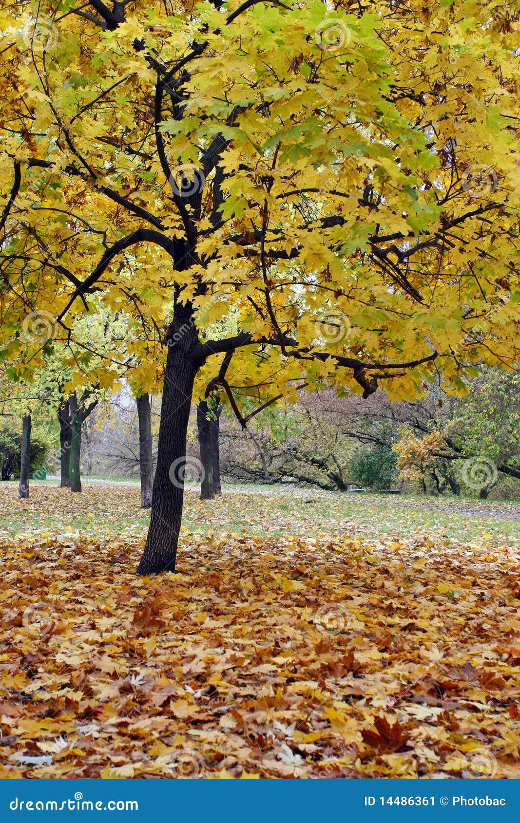 Park in Autumn, Vertical View Stock Image - Image of fresh, land: 14486361