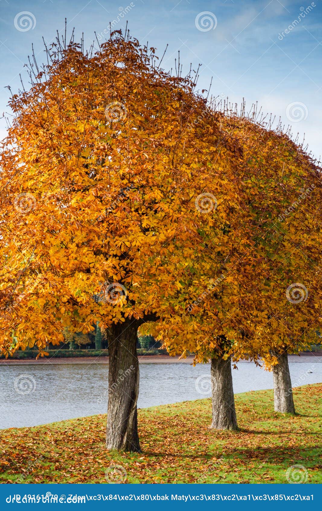 Park in Autumn with Yellow Colored Trees and Lake Stock Image - Image ...