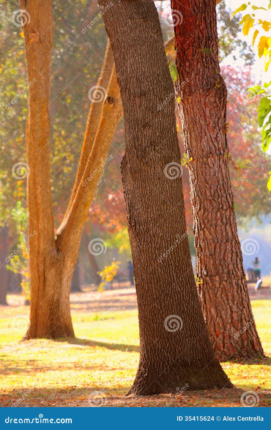 Park stock photo. Image of outdoor, landscape, parks - 35415624
