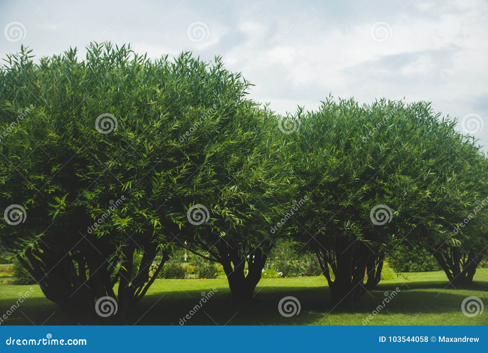 Park with beautiful trees stock photo. Image of vibrant - 103544058