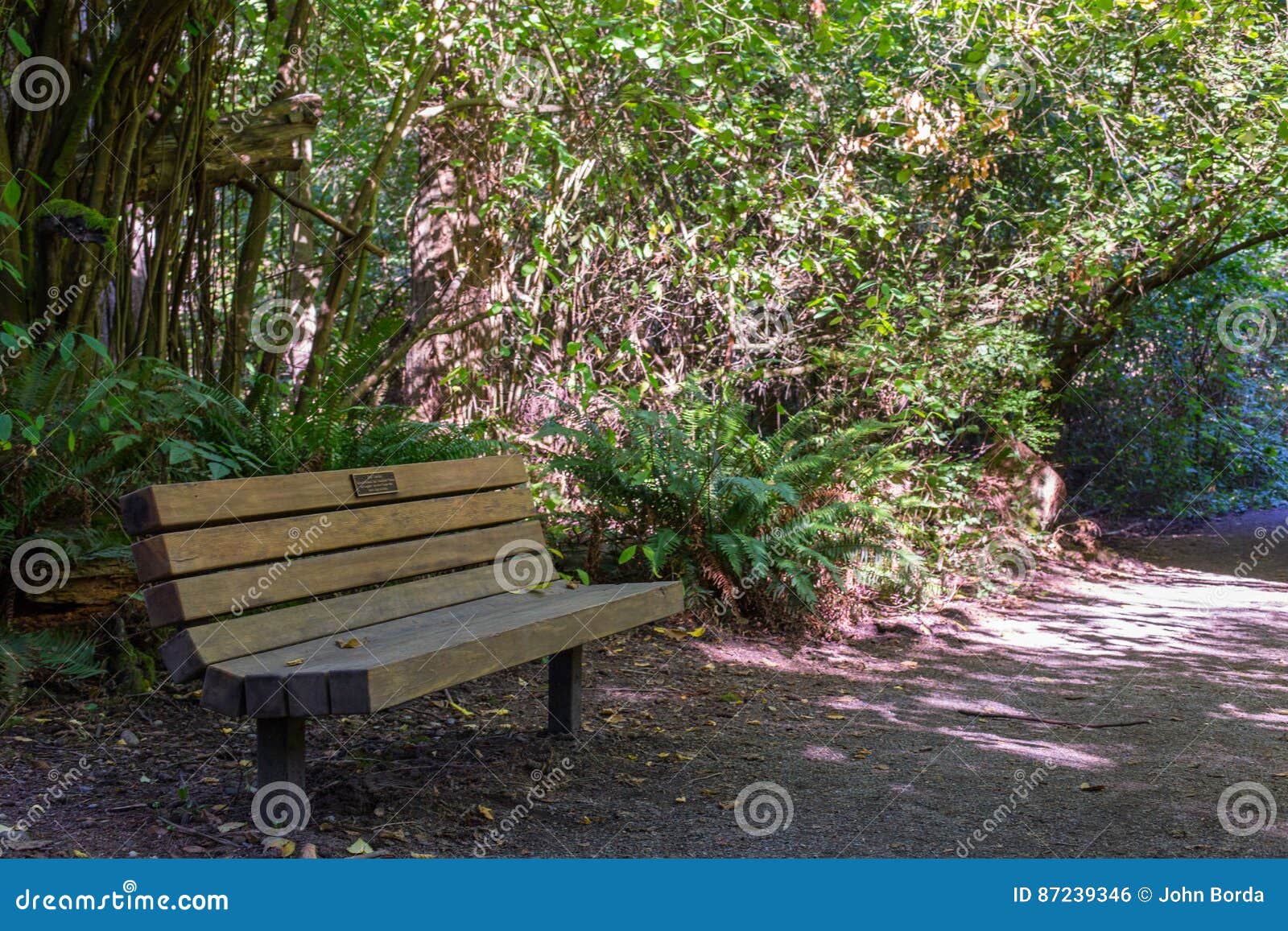 Park Bench Along a Foot Trail Stock Photo - Image of bench, tree: 87239346