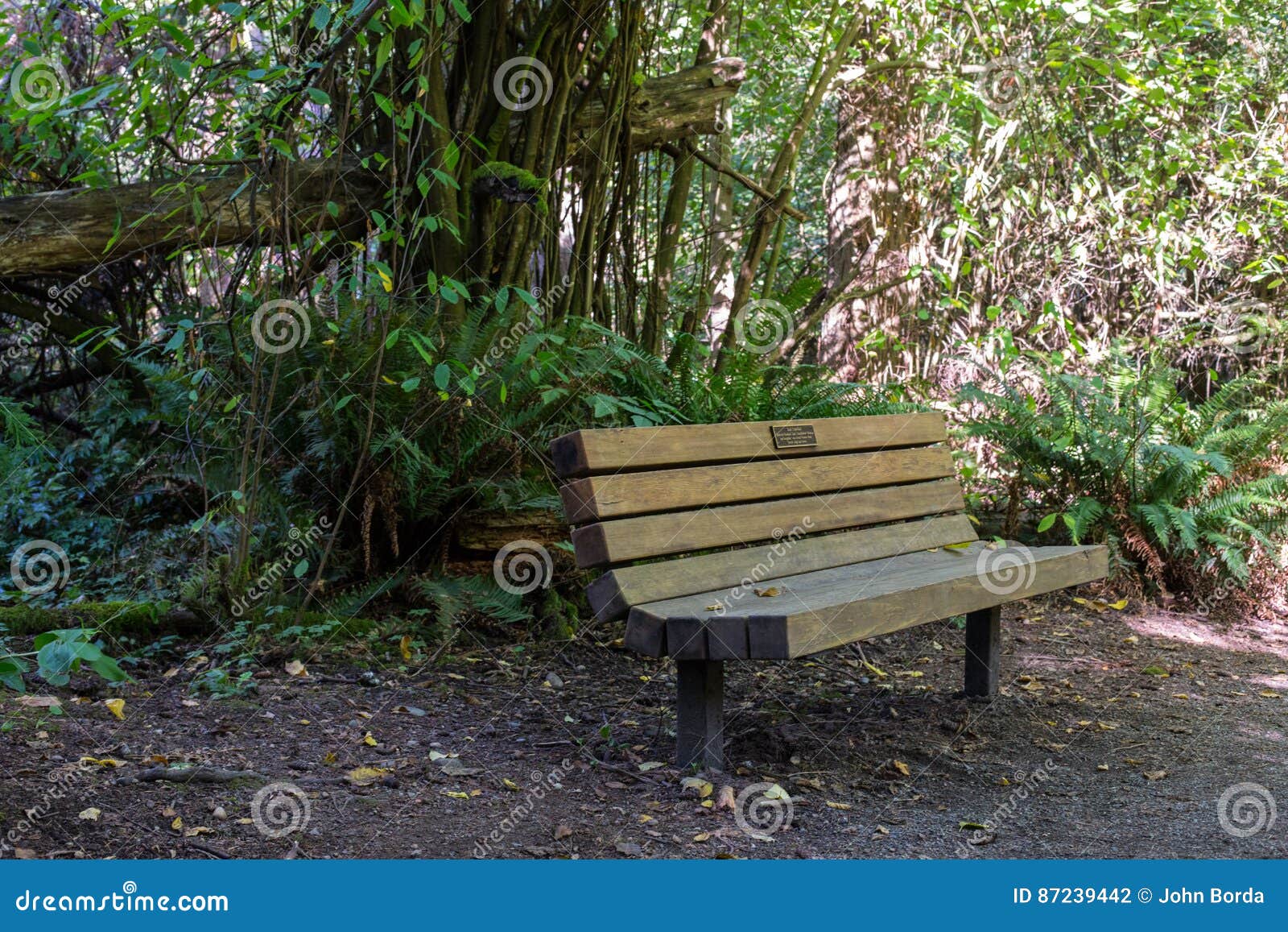 Park Bench Along a Foot Trail Stock Photo - Image of green, wood: 87239442