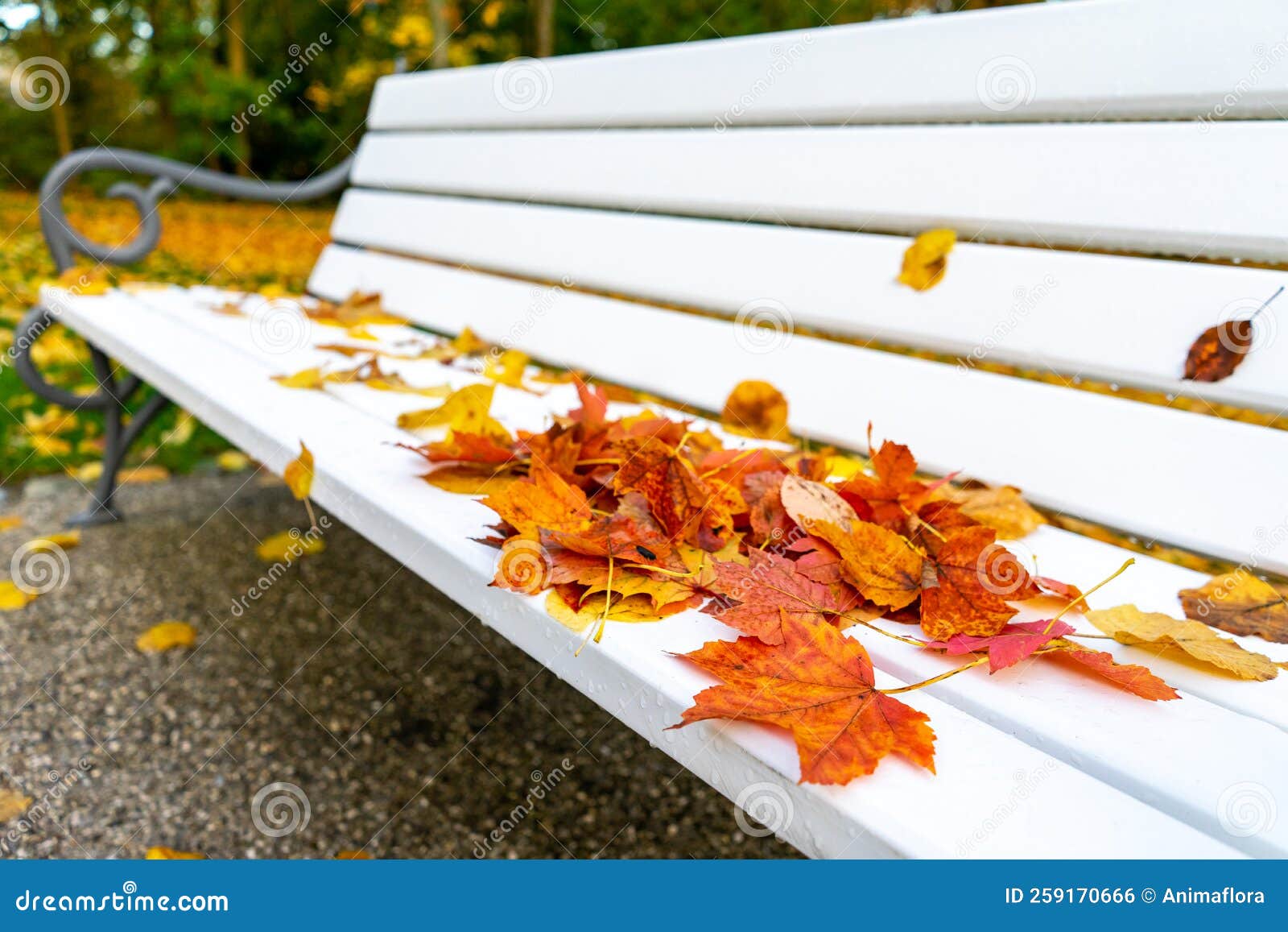 Park Bench with Autumn Leaves Stock Photo - Image of scene, environment ...