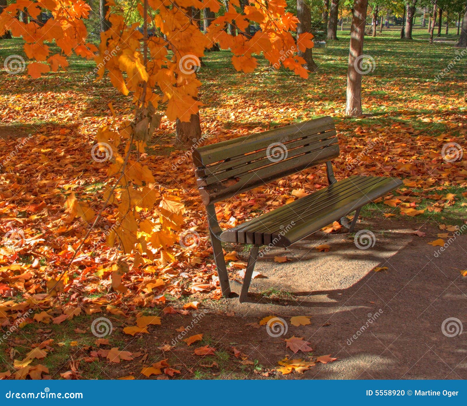 Park Bench in Autumn Leaves Stock Photo - Image of vivid, fall: 5558920