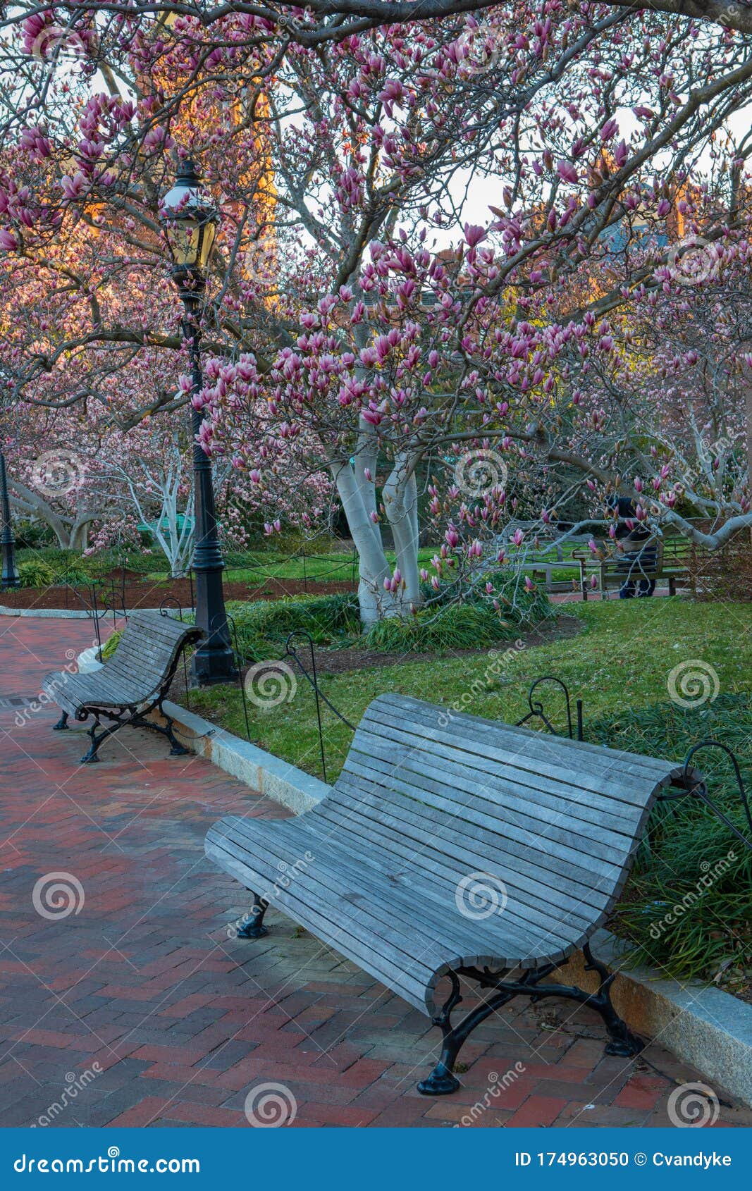 Park Bench in Washington, DC Stock Photo - Image of flowers, park ...