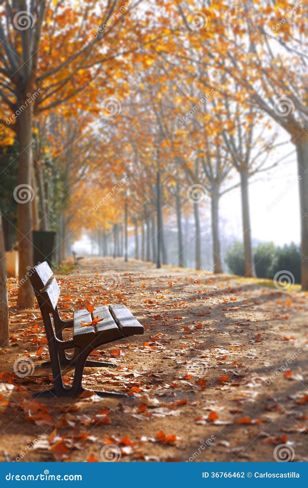 Park bench stock photo. Image of landscape, maple, leaves - 36766462