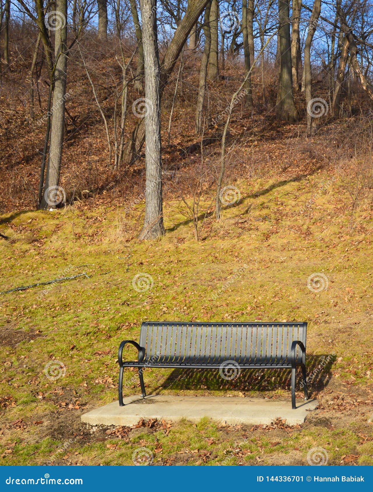 Park Bench in Front of a Forest Stock Image - Image of spring, trees ...