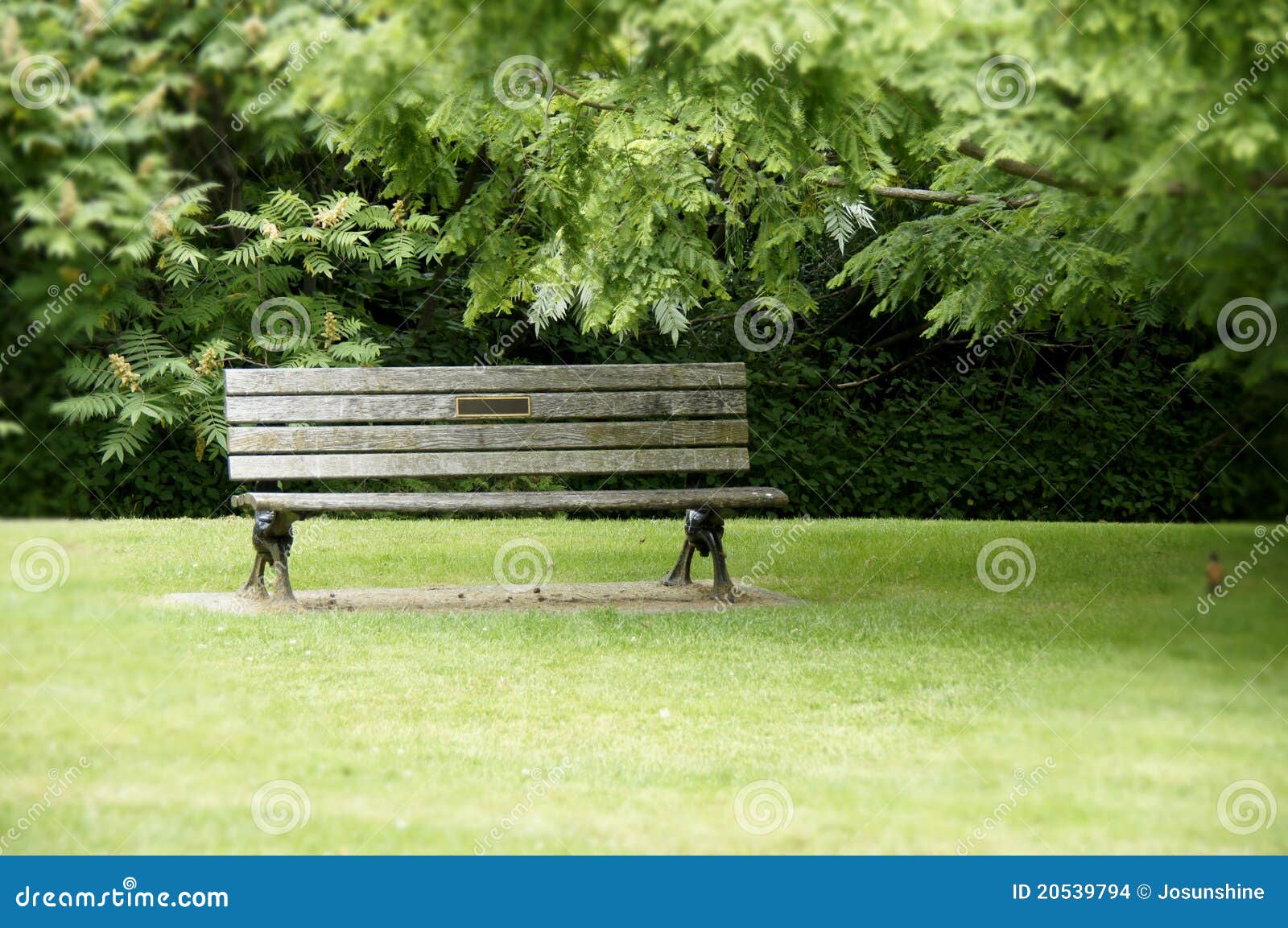 Park Bench with Green Grass Stock Photo - Image of peace, garden: 20539794