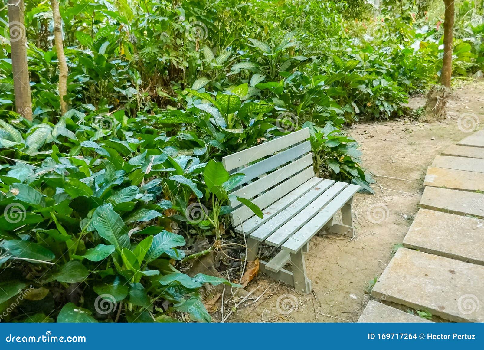 A Park Bench Located by a Walking Path Stock Photo - Image of forest ...